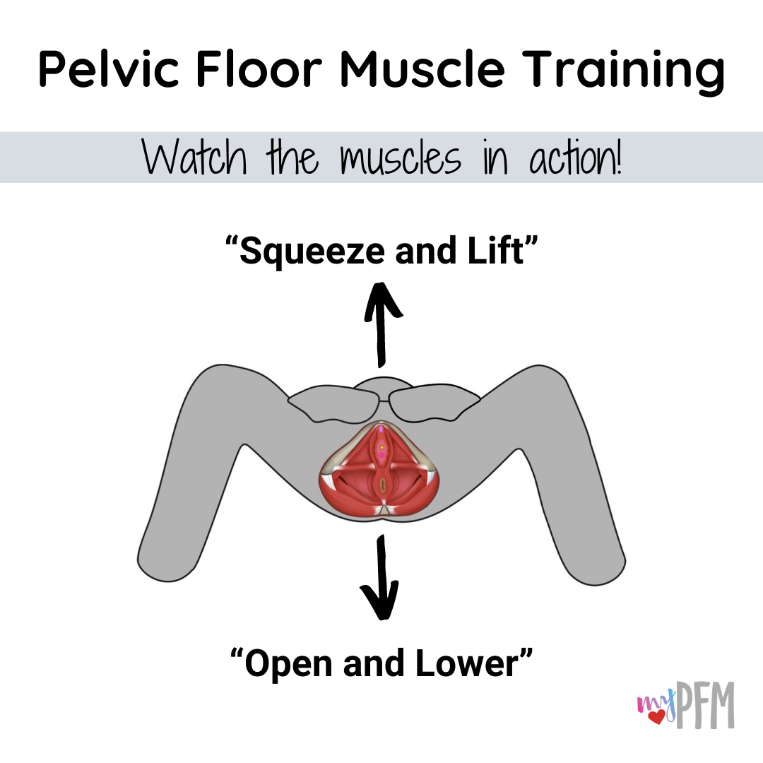 PFMT Watch The Muscles In Action!